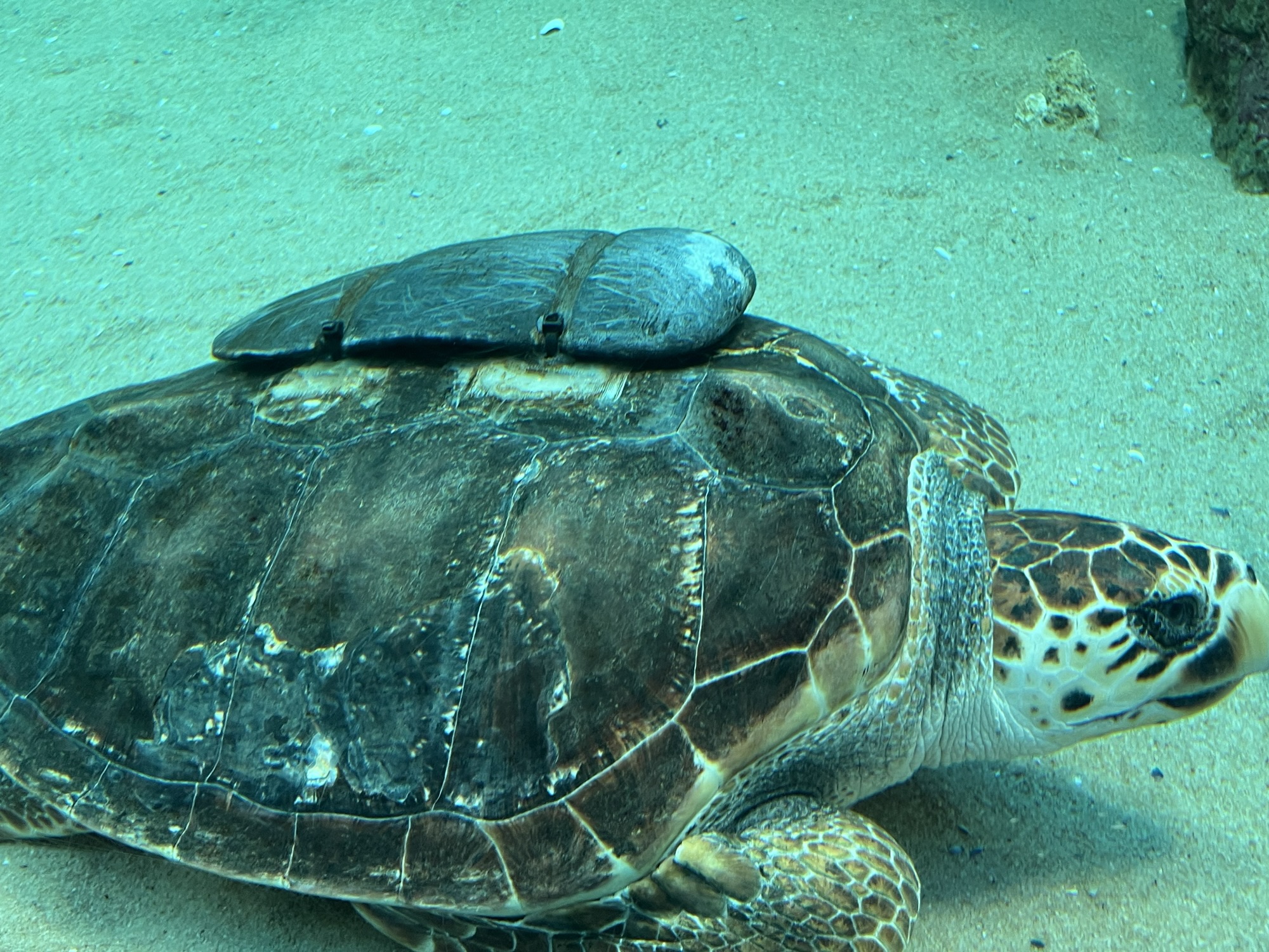 Educators of Excellence Institutes – Online Adventures